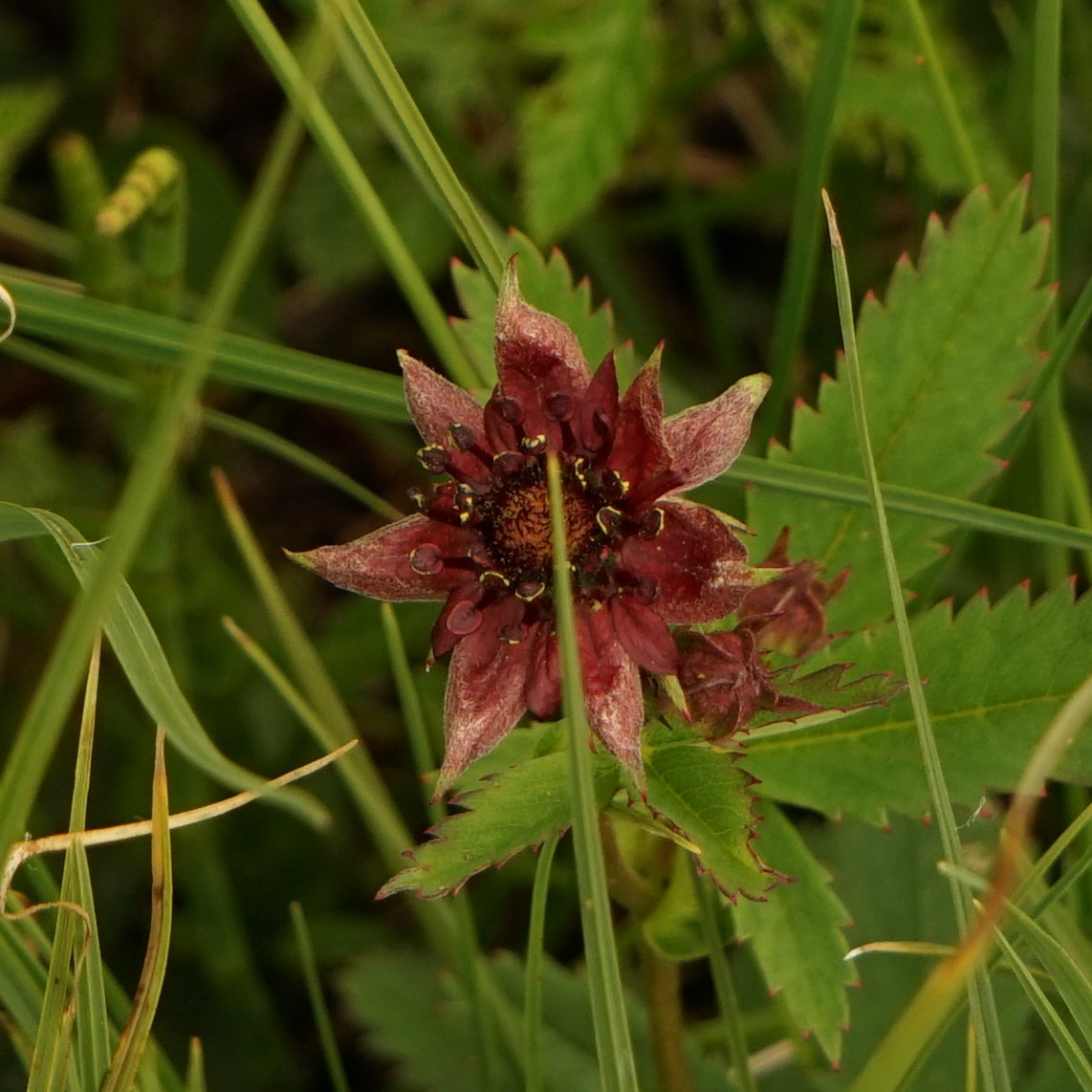 Wandern und Schauen: Moor and more – Anna Marie Birken